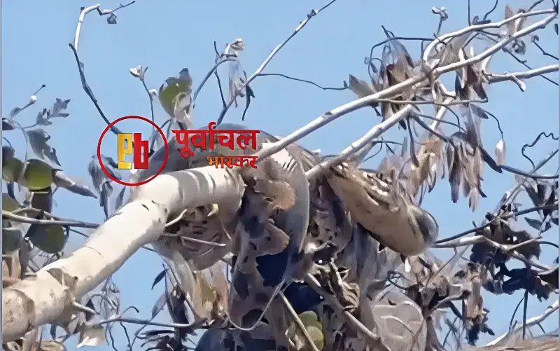 Chandauli News: शीशम के पेड़ पर दिखा विशाल अजगर, ग्रामीणों के सहयोग से ...